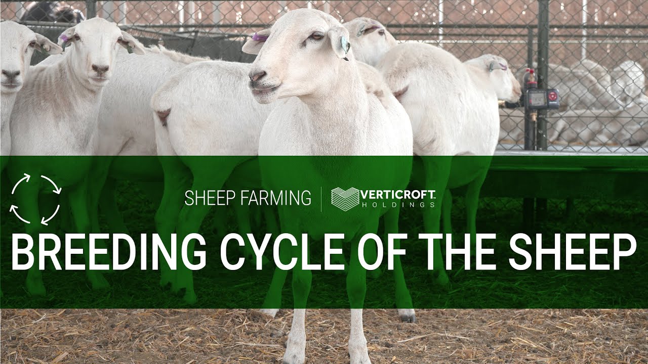 Breeding Cycle of The Sheep | Sheep Farming | Verticroft Holdings ...