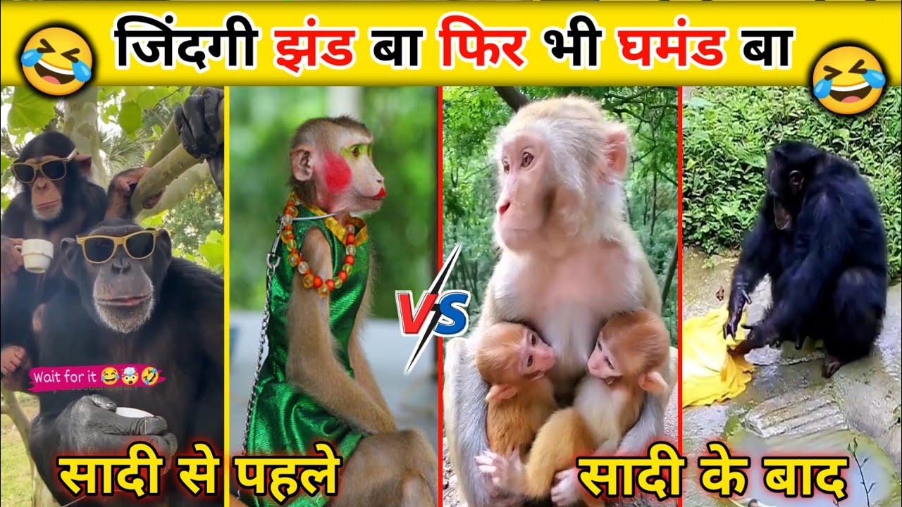 super funny video in the world 😱, animal funny video, comedy video ...