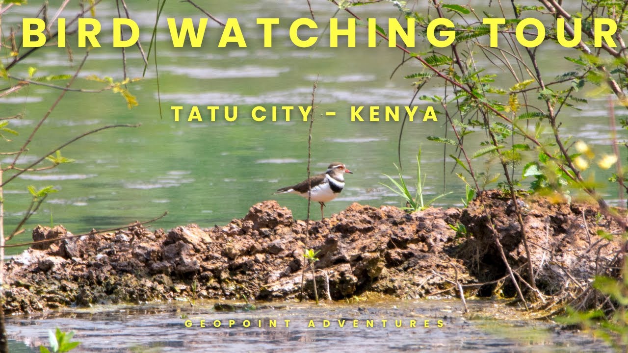 A BIRD-WATCHING TOUR AT TATU CITY IN KENYA - YouTube