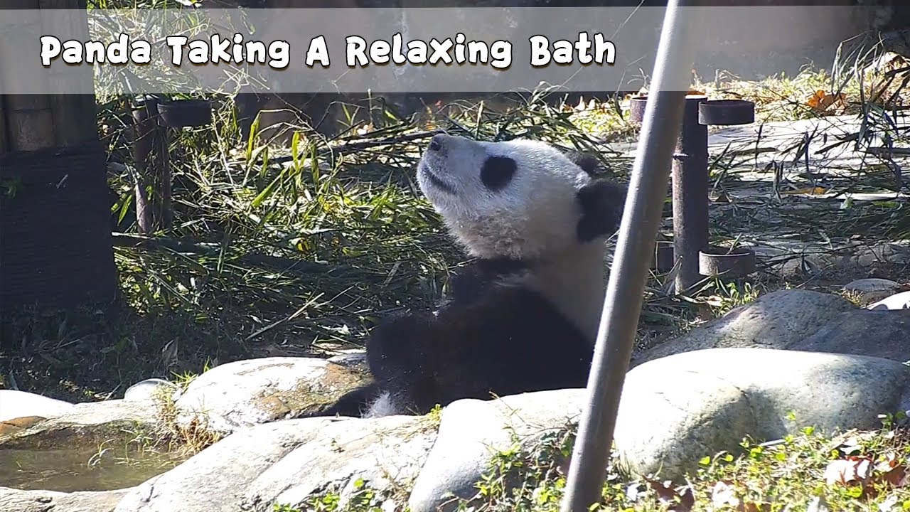 Panda Taking A Relaxing Bath | iPanda - YouTube