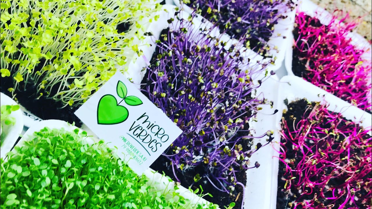 Micro Verdes - Microgreens #1 - YouTube