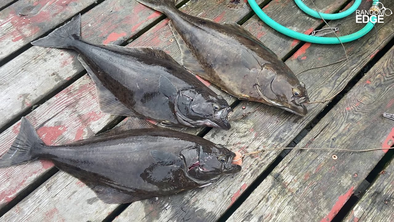 Halibut Hunting with Roger - YouTube