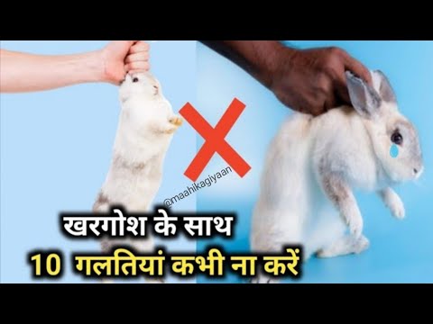 खरगोश के साथ यह 10 गलतियां कभी ना करें/How To Keep Rabbits Happy And ...