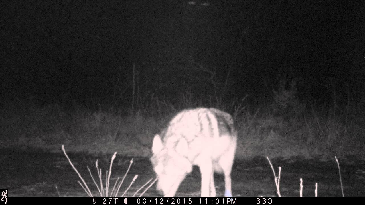Wisconsin wolf on IR trail camera. - YouTube