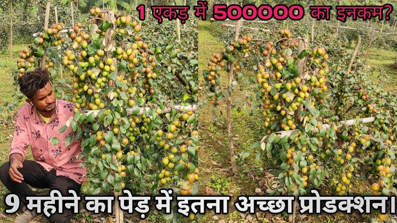 Kashmiri Apple Ber farming full information || कश्मीरी एप्पल बेर 9 ...