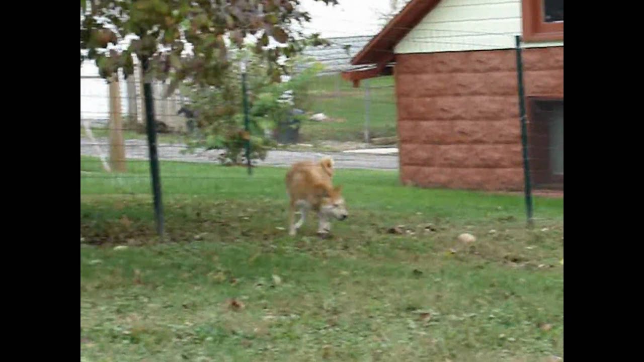Shiba Inu barking at a rabbit - YouTube