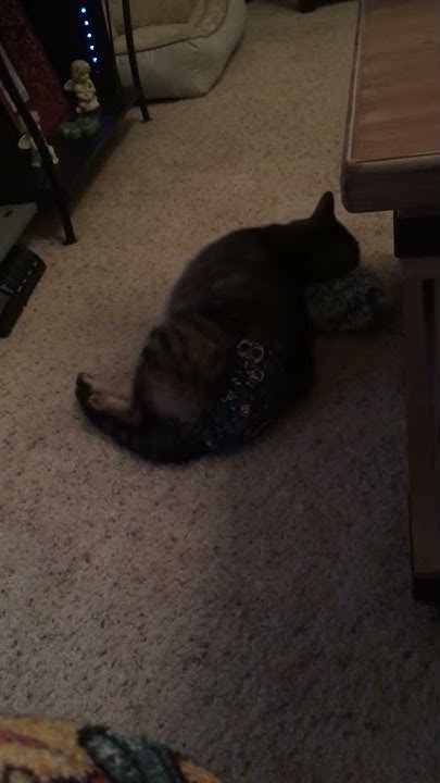 Catnip toy - YouTube