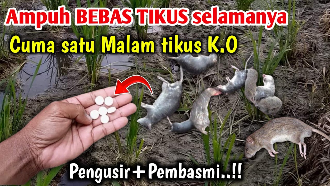 MENGERIKAN Cara cepat membasmi Hama tikus Cara membasmi Hama tikus di ...