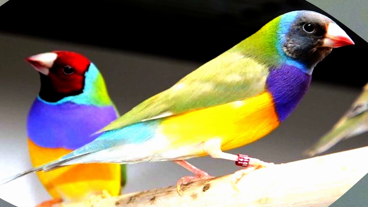 Rainbow bird flying from the sky (HD1080p) - YouTube