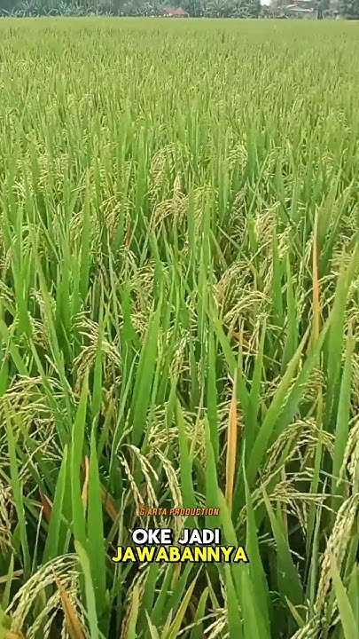 UMUR PADI CIHERANG DAN PADI INPARI 32 #shorts - YouTube