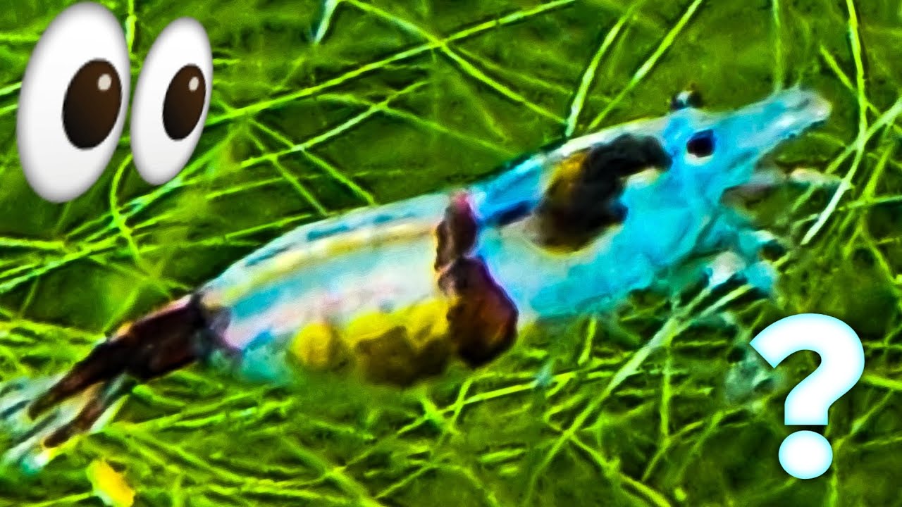 CRAZY Shrimp Breeding Project - Mixing Shrimp Colors - Mad Scientist ...