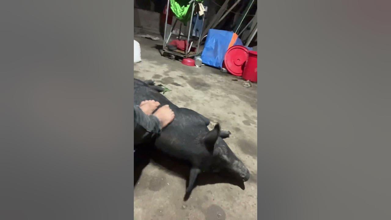 Em heo trẻ con - YouTube