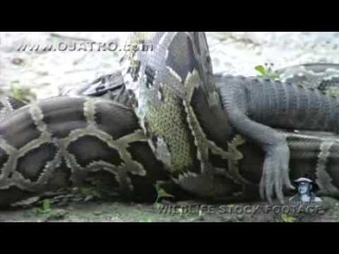 Python eats Alligator 02, Time Lapse Speed x6 YouTube - YouTube