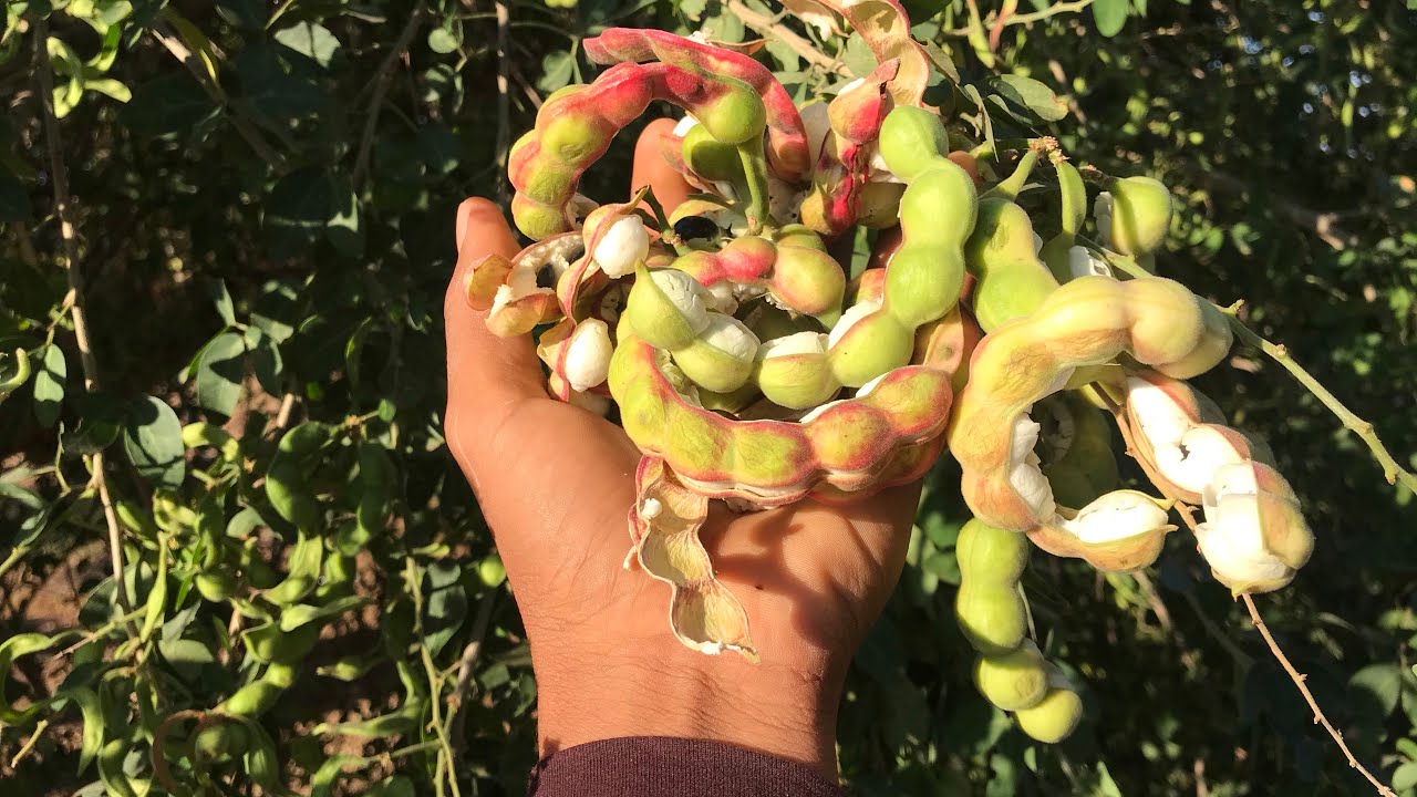 El guamuchil o pinzan !!! Como lo conocen ustedes ? - YouTube