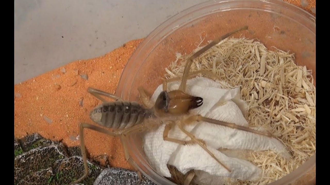 Big Camel Spider Fred Arrived Today; Solifugae Habitat Transfer - YouTube