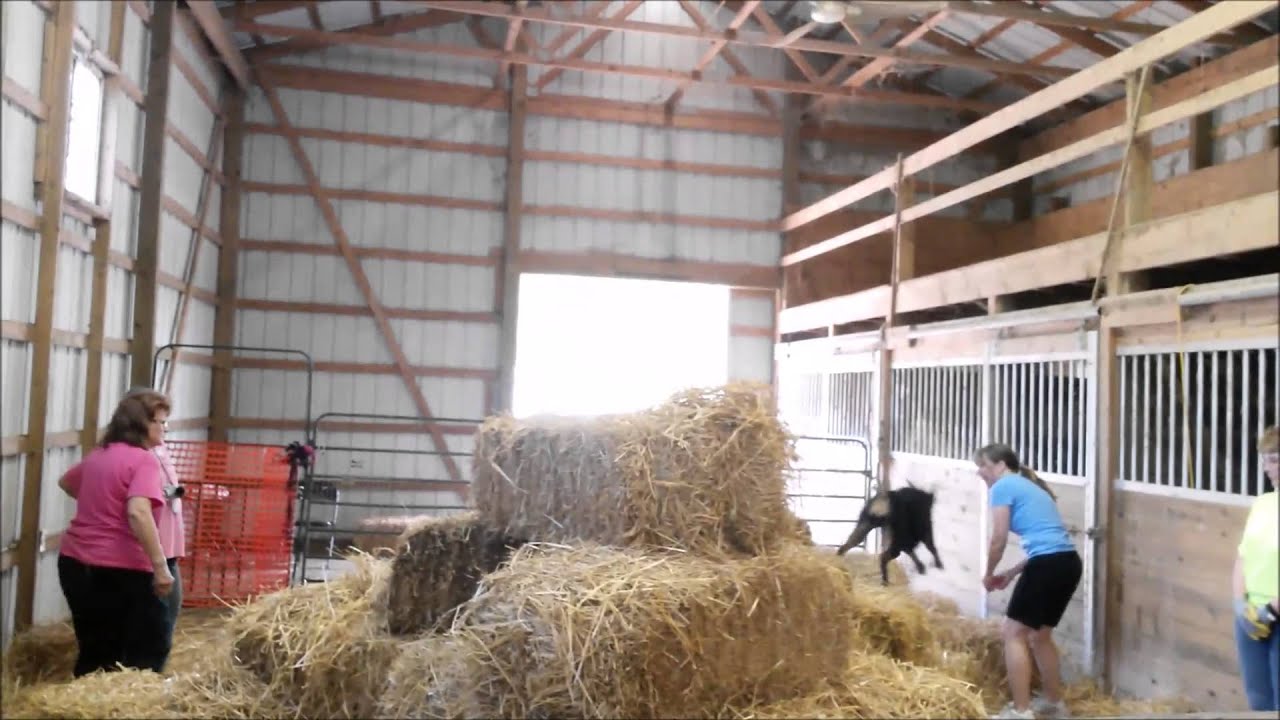 Jill Matson and Lake - Master Barn Hunt Run - YouTube