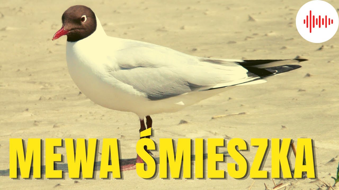 Mewa śmieszka. Odgłosy i Dźwięki jakie wydaje Mewa śmieszka. Jak robi ...
