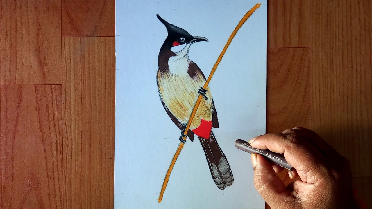 How To Draw a Bulbul Bird || Realistic Bird Drawing - YouTube