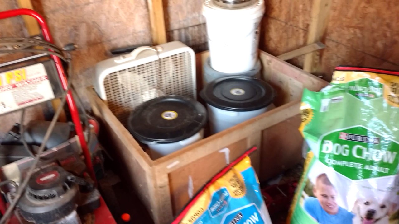 American Bully heat Waring #2 - YouTube