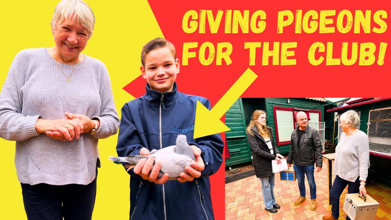 Birds For The Pigeons Club! - YouTube