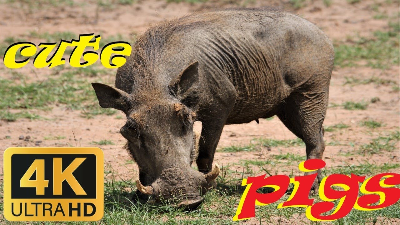 LIVE DICTIONARY - 4K Animal Footage ~ Pig| porc | Schwein | 豚| 돼지 | n40 ...