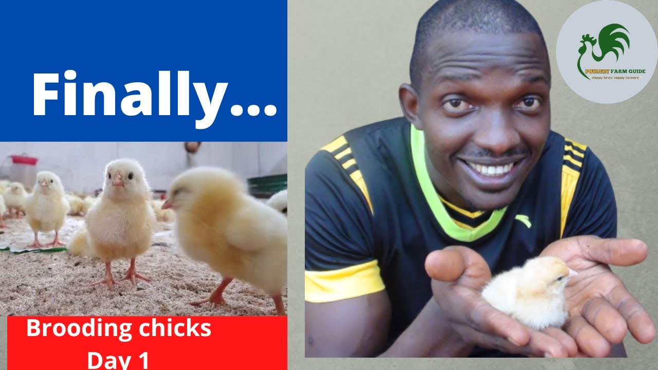 How I Brood Chickens for Survival: The Secrets of Brooding System in ...