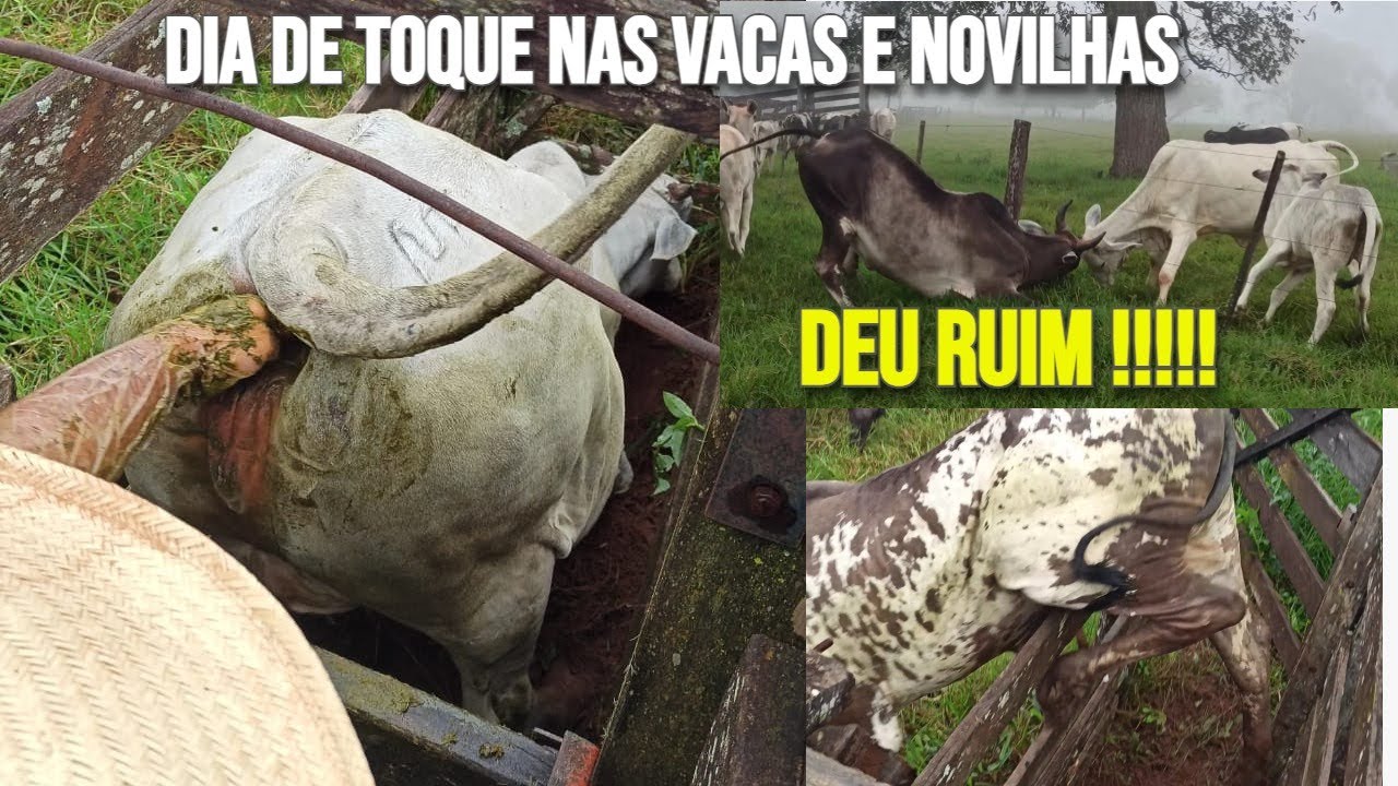 FAZENDO TOQUE NAS VACAS E NOVILHAS, NOVILHA BRAVA QUEBROU CURRAL - YouTube