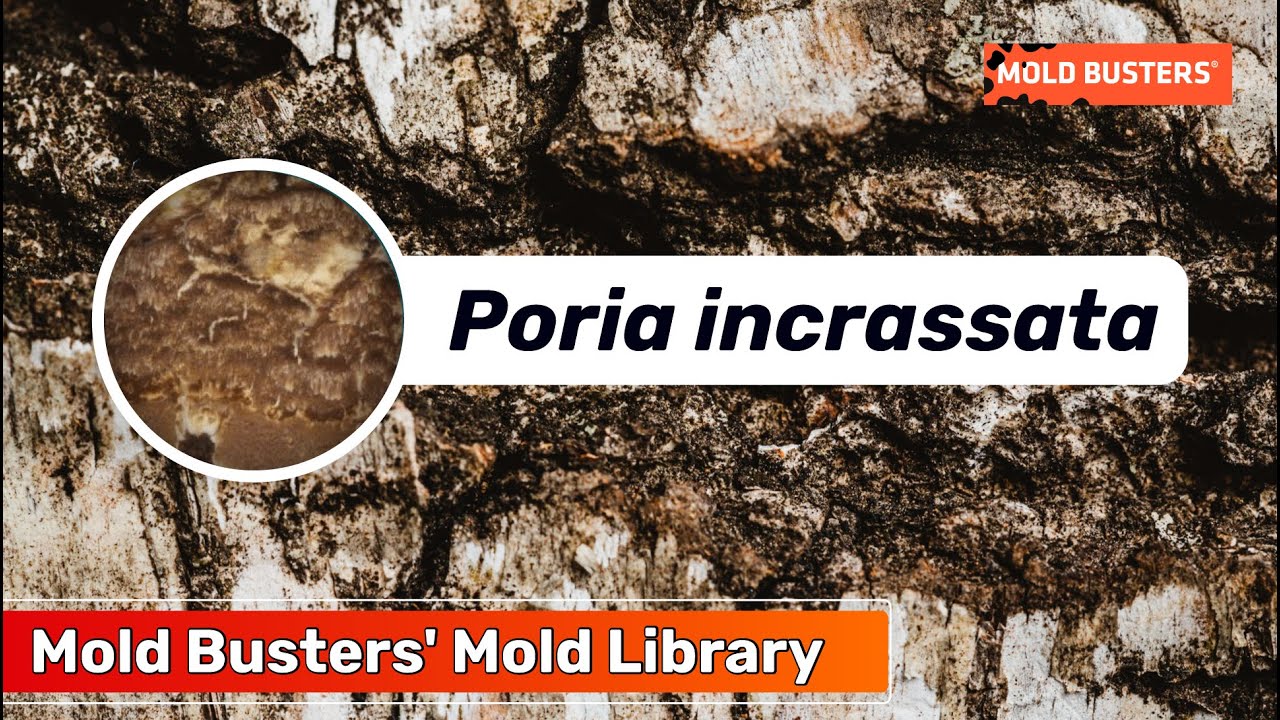 What is Poria incrassata? - Mold Library - YouTube