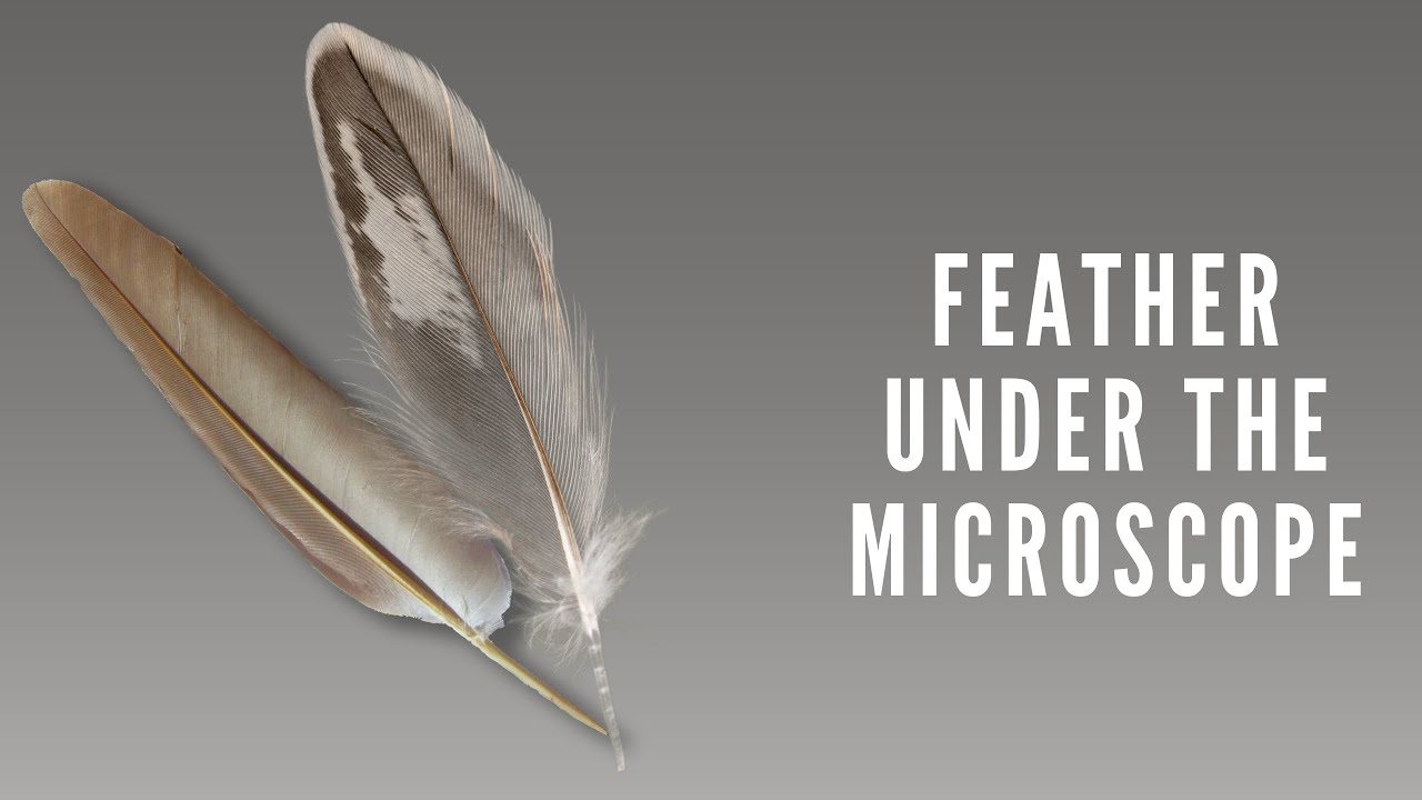 What does a feather look like under a microscope? 🦜🔬 - YouTube