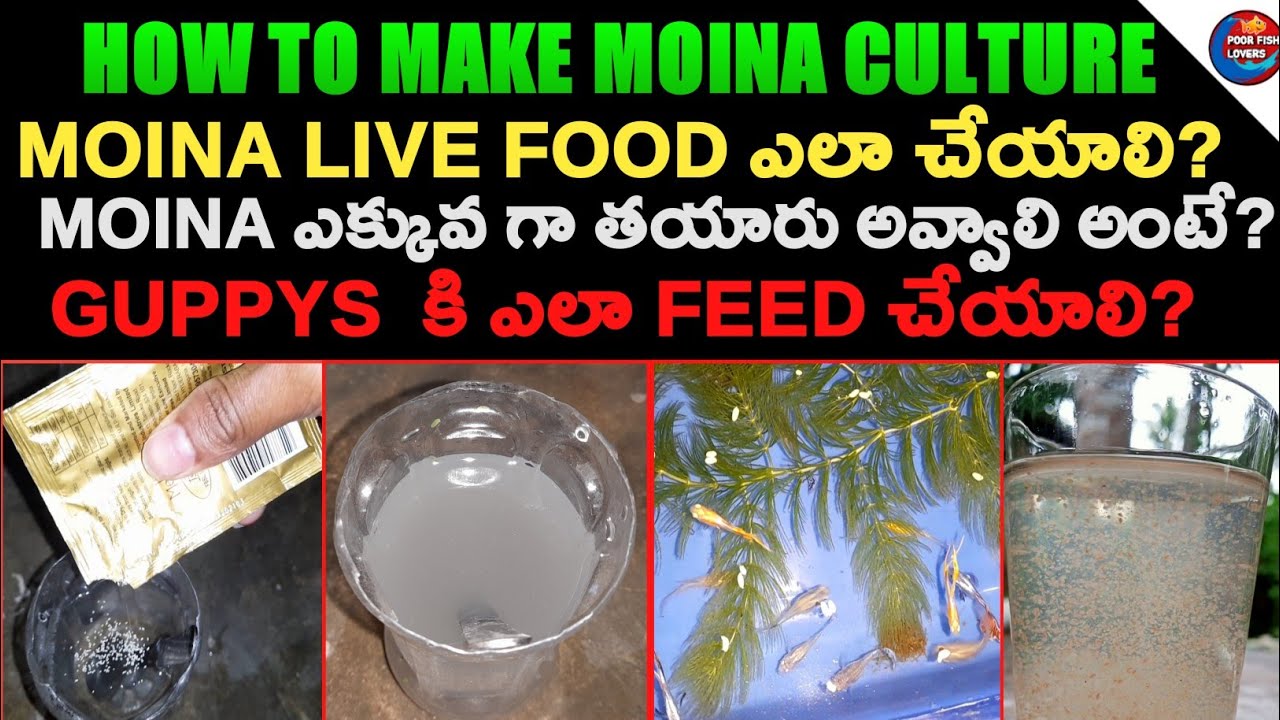 How to Make Moina Culture in Telugu | Moina Culture Explained in Telugu ...