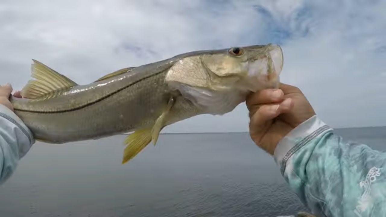 Pompano and Snook Fishing at Skyway FISH ON CHANNEL - YouTube