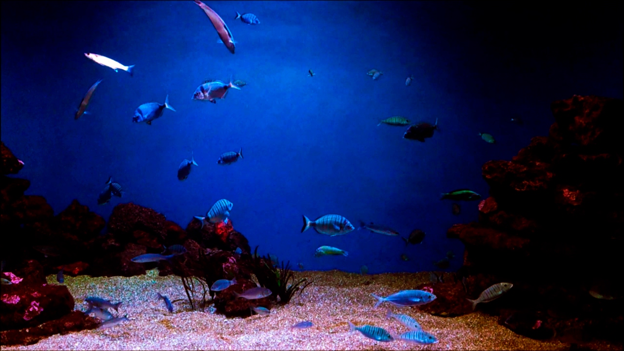 Biotope tank - Mediterranean Sea - Rocks and sand ᴴᴰ - YouTube