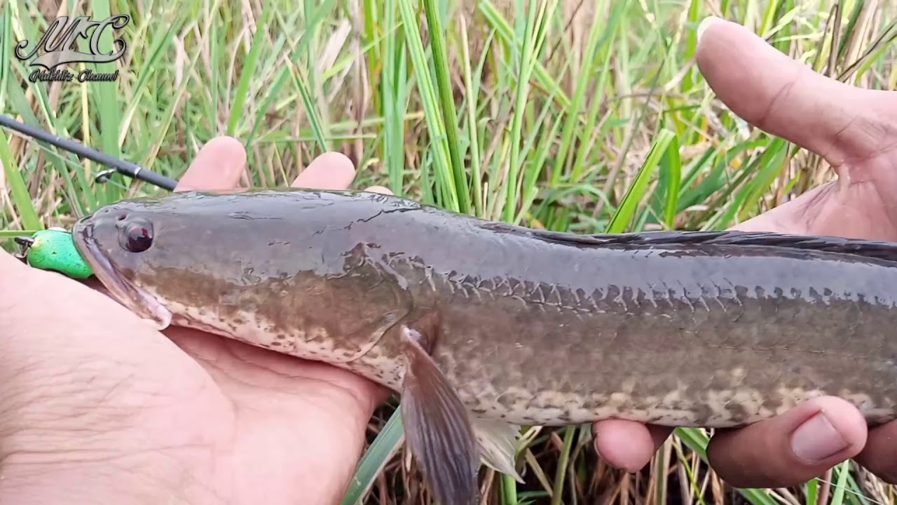 Mancing gabus di parit kecil pinggir sawah || casting gabus babon - YouTube