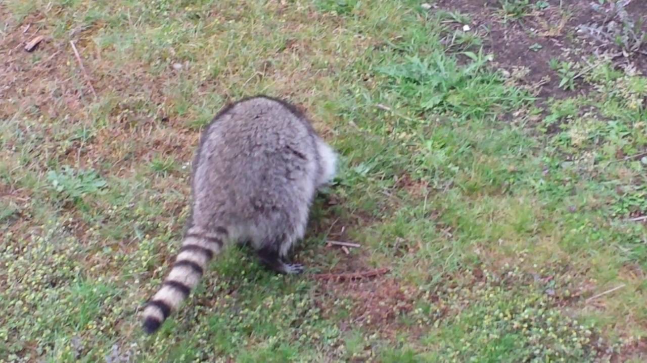 Raccoon eating turkey meat - YouTube