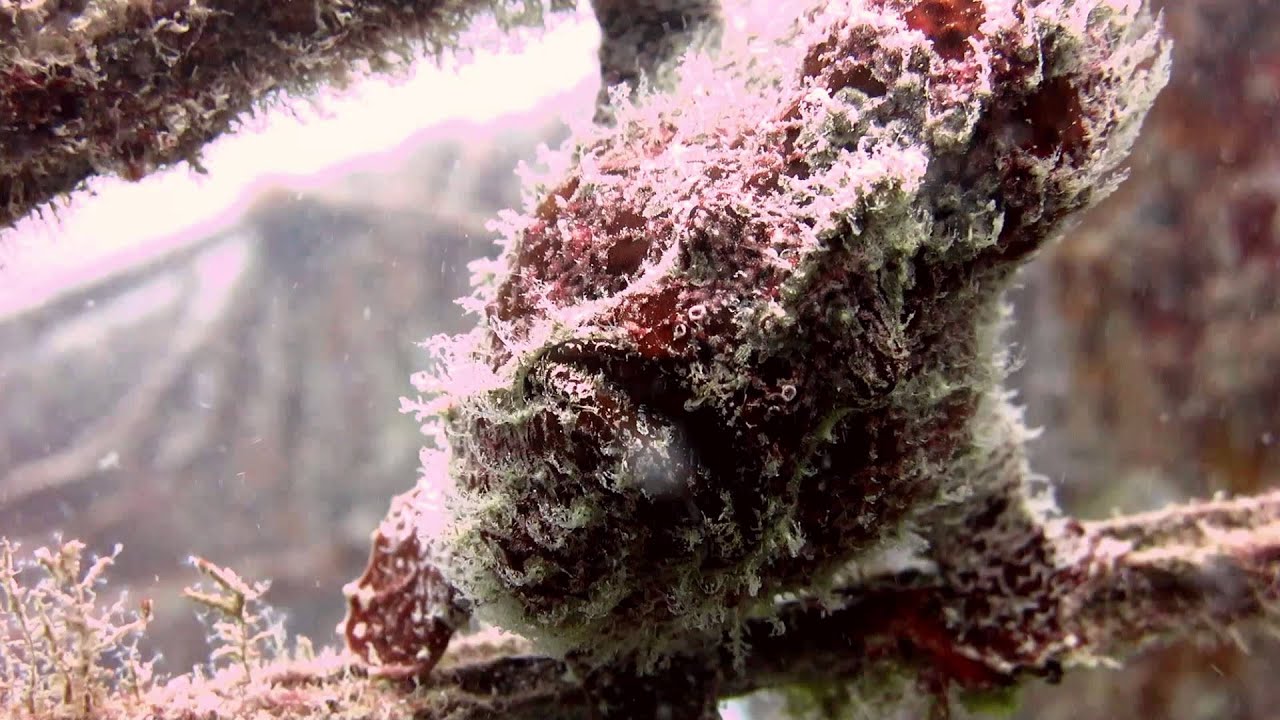 Frogfish Feeding - featuring a Giant Frogfish - YouTube
