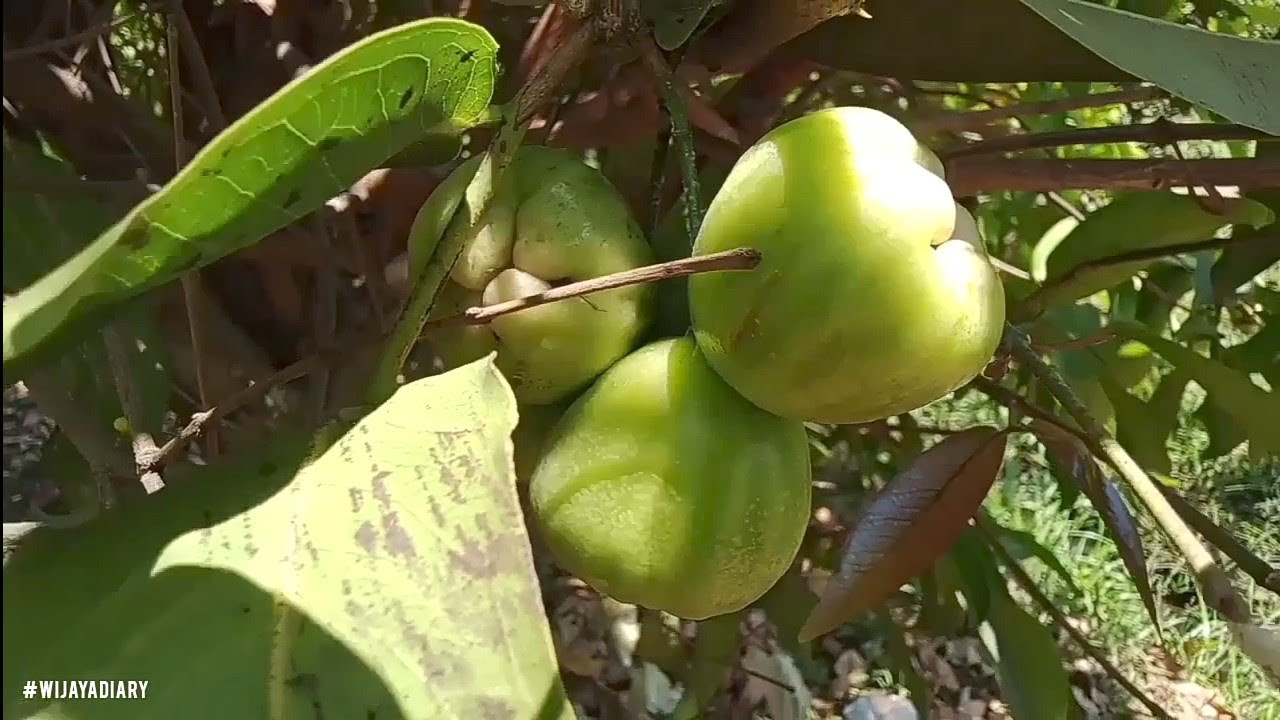 Episode 282 Jambu Air Taiwan Super Green - YouTube
