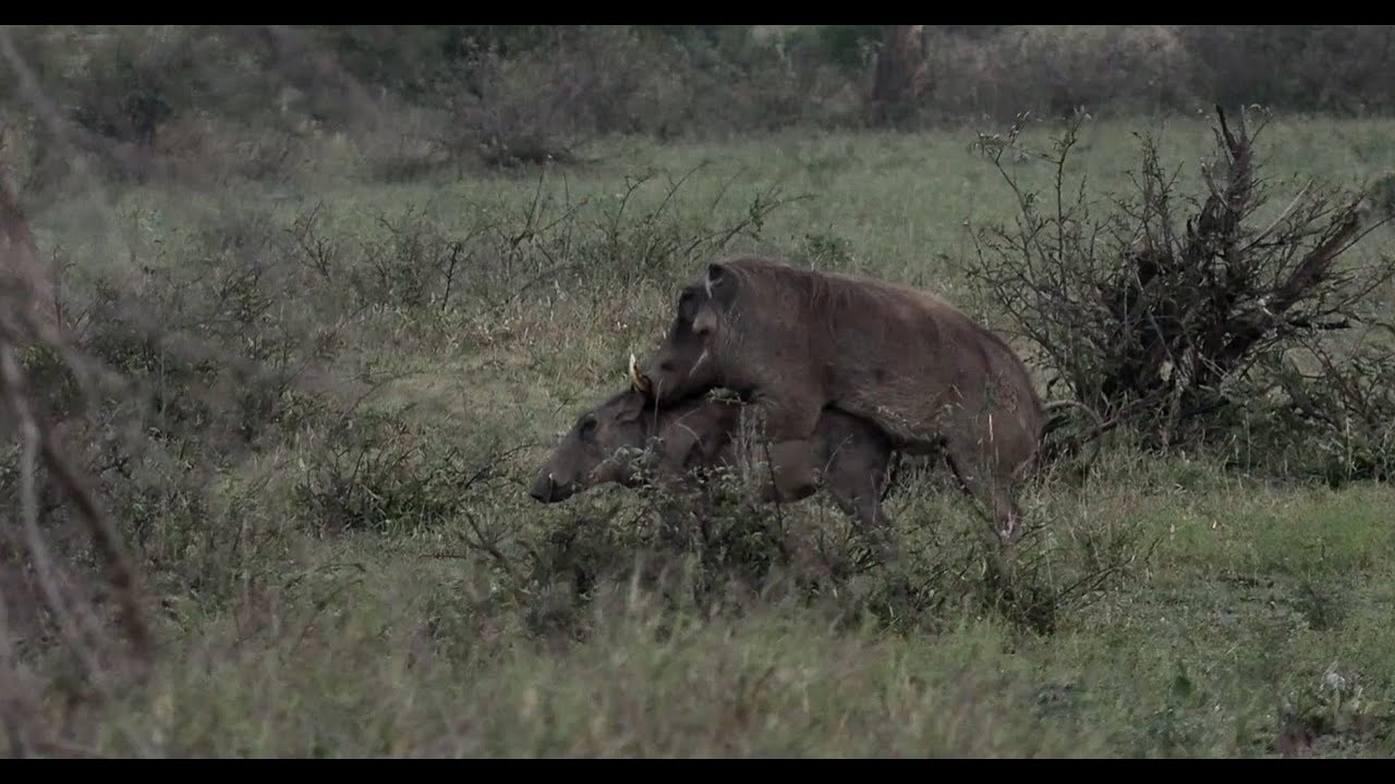 Warthogs Courting and Breeding - YouTube