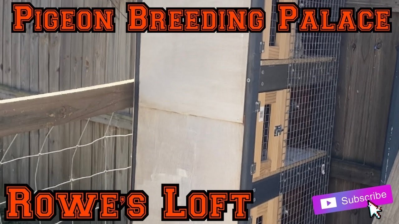 Pigeon Breeding Update New Breeding Boxes and New Pigeons In - YouTube