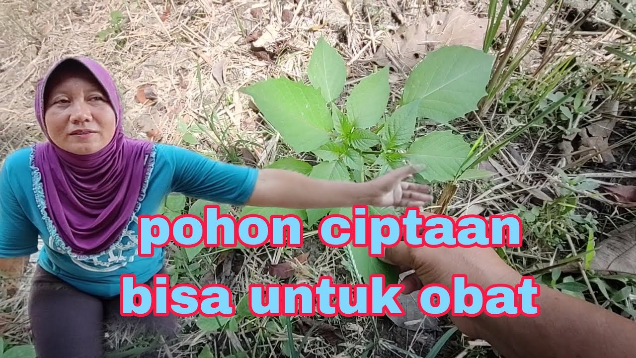 Ini rahasianya Pohon cipluan bisa untuk obat - YouTube
