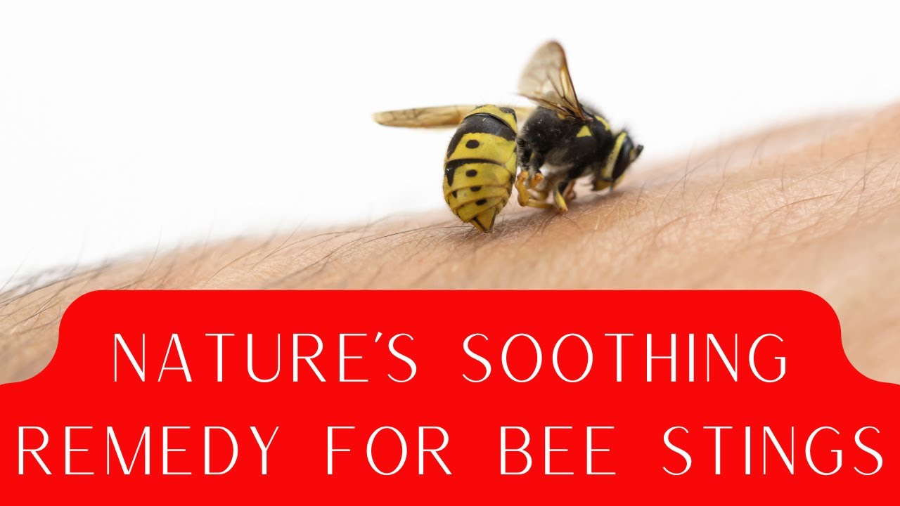 Soothe the Sting: Baking Soda's Natural Bee Sting Remedy - YouTube