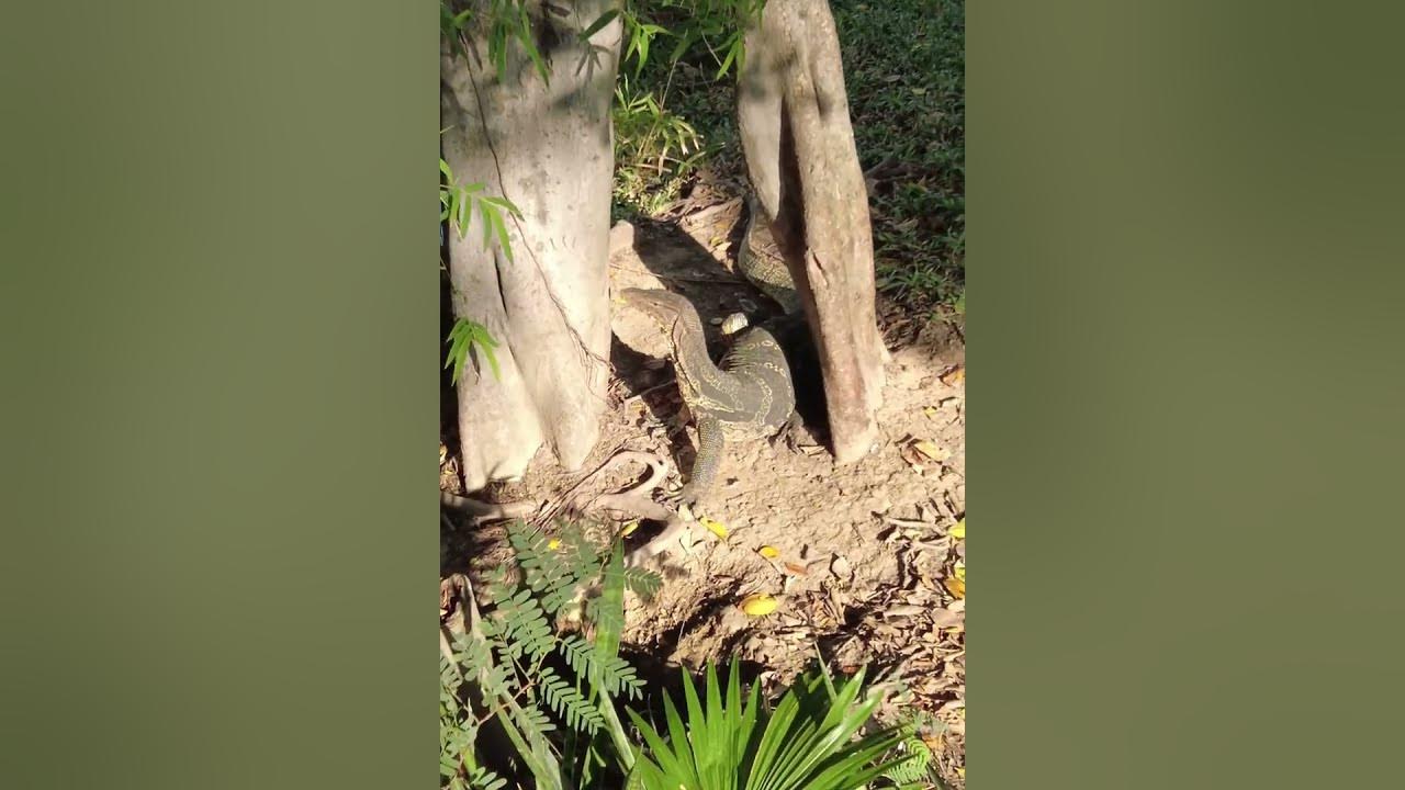 Big monitor lizard hiding in the bushes. बिस्खोपरा, 巨蜥, 大蜥蜴, biawak ...