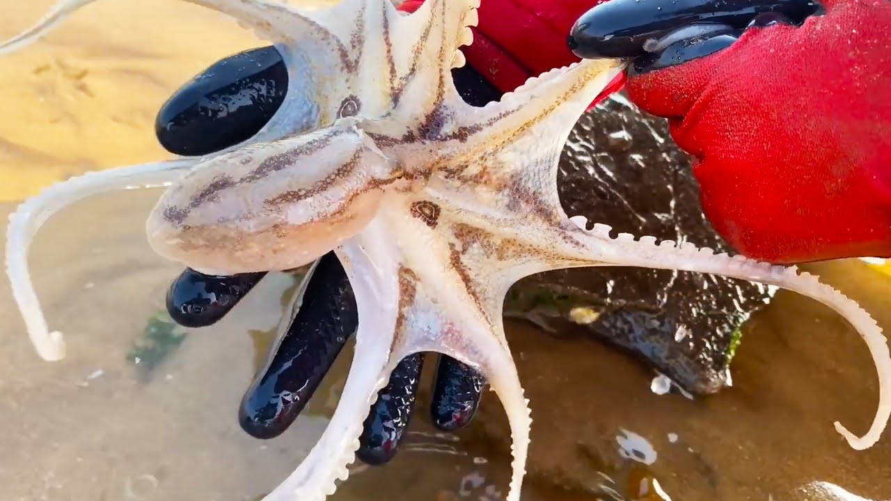 Rich beach, Octopus, Sea Snails Are So Many And Giant! Scallops ...