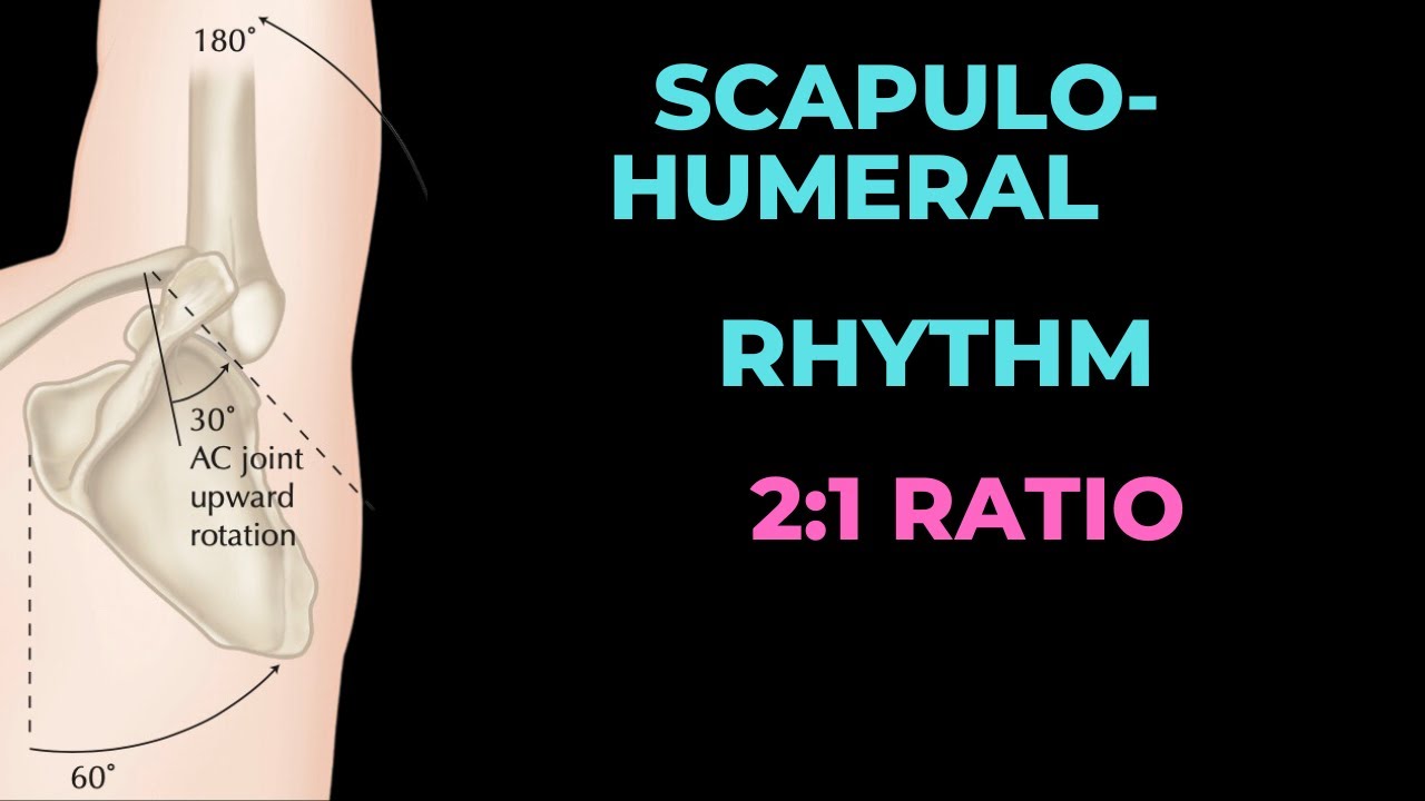 What is Scapulo-Humeral Rhythm 2:1 ratio - YouTube