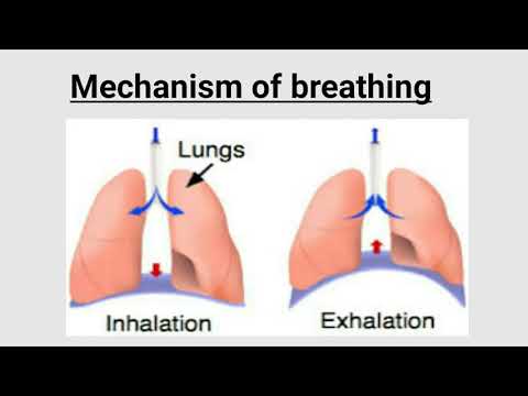 Mechanism of Breathing || Inhalation || Exhalation || Ventilation - YouTube