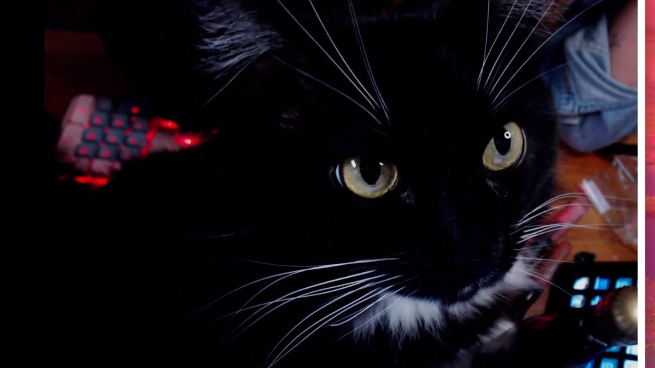 Lumbo got spooked! - YouTube