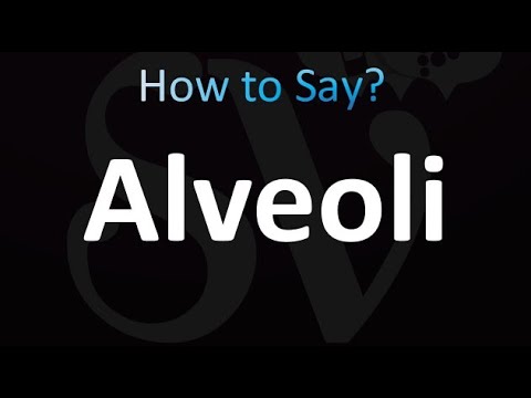 How to Pronounce Alveoli (correctly!) - YouTube