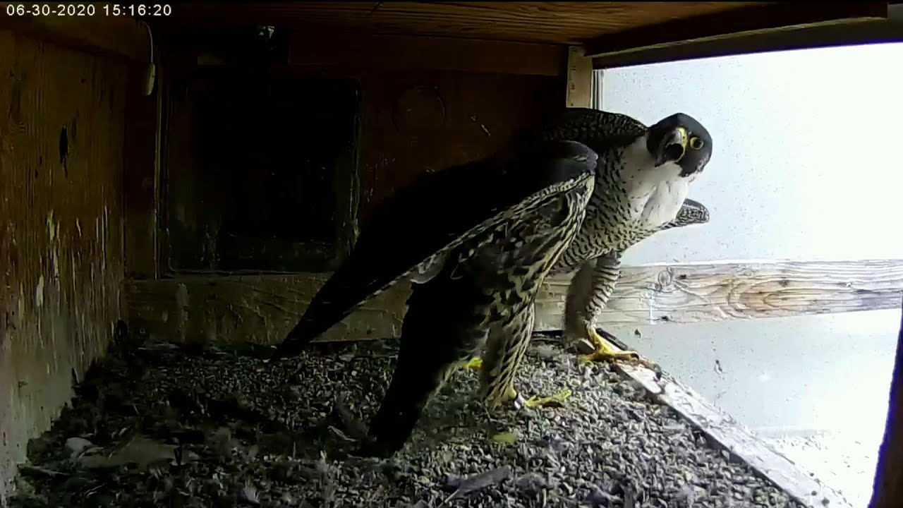 Manchester, NH Peregrine Falcon - Scary chick appear every year ...