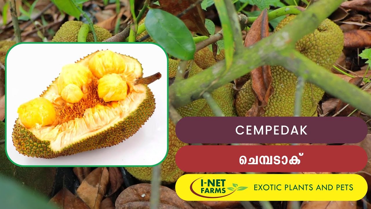 Cempedak Fruit | ചെമ്പാടാക് | I-Net Exotic Farms - YouTube