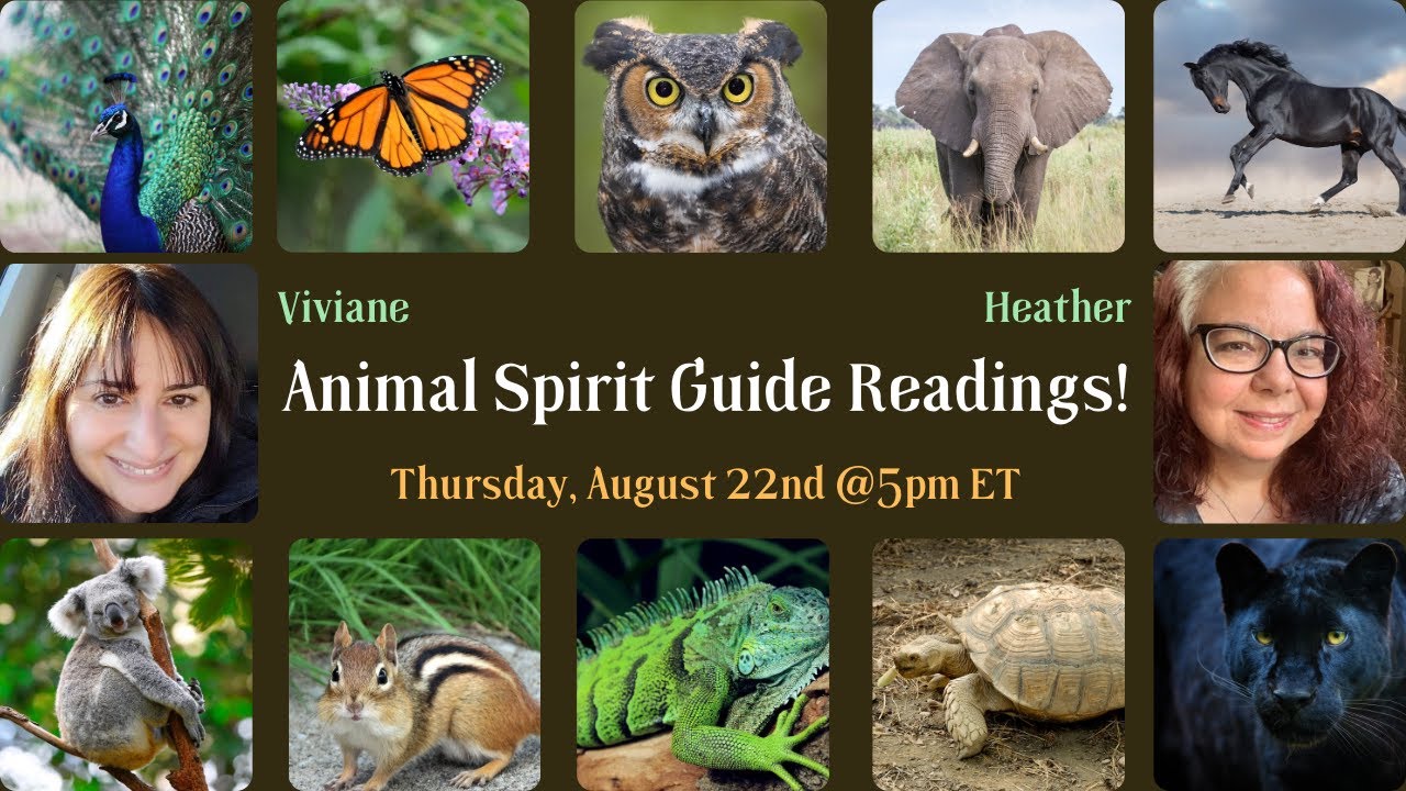 Animal Spirit Guide Readings! With Viviane! - YouTube