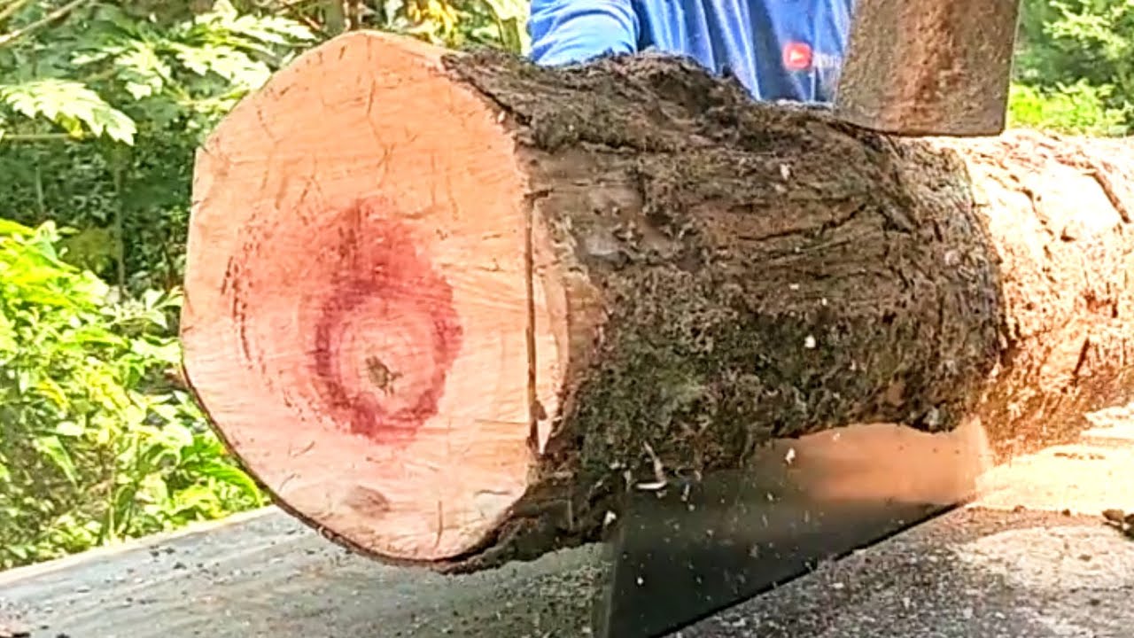 Bagaikan kulit badak Jawa‼️Kering kerontang kayu Bayur di gergaji mesin ...